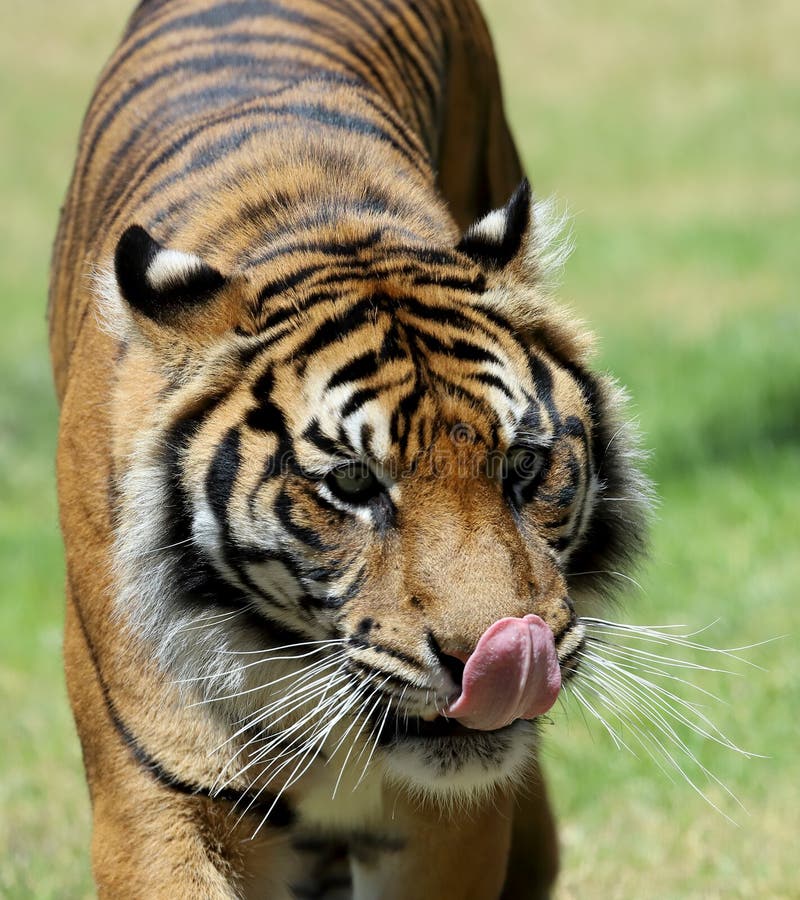 4,006 Tiger Nose Photos - Free & Royalty-Free Stock Photos from Dreamstime