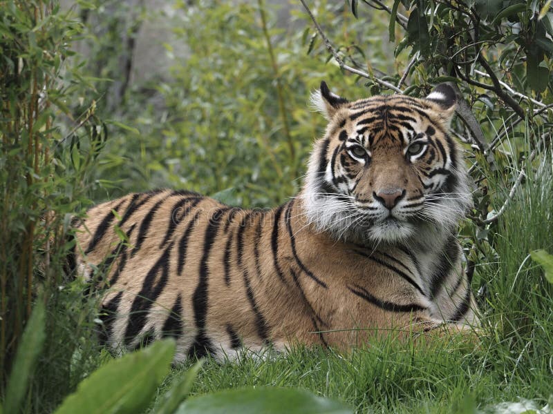Sumatran Tiger in Chester stock photo. Image of sumatran - 148260602