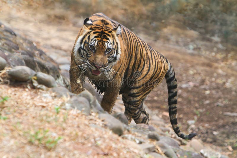 Sumatran Tiger Climbs a Rock Mound Stock Photo - Image of hunting ...