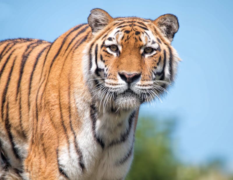 Sumatran Tiger Close Up. Critically Endangered Animal Stock Photo ...