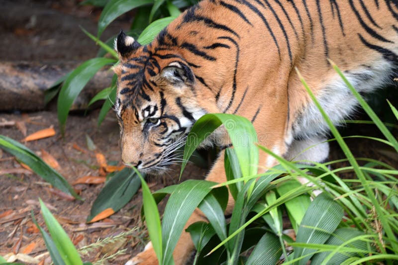 Sumatran Tiger stock photo. Image of predator, panthera - 40588906