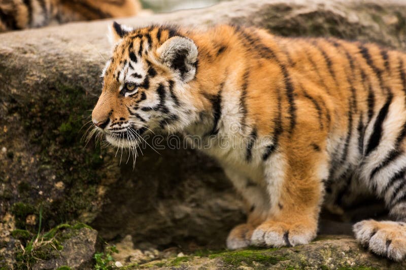 Sumatran Tiger Cub stock photo. Image of sunda, wild - 28018788