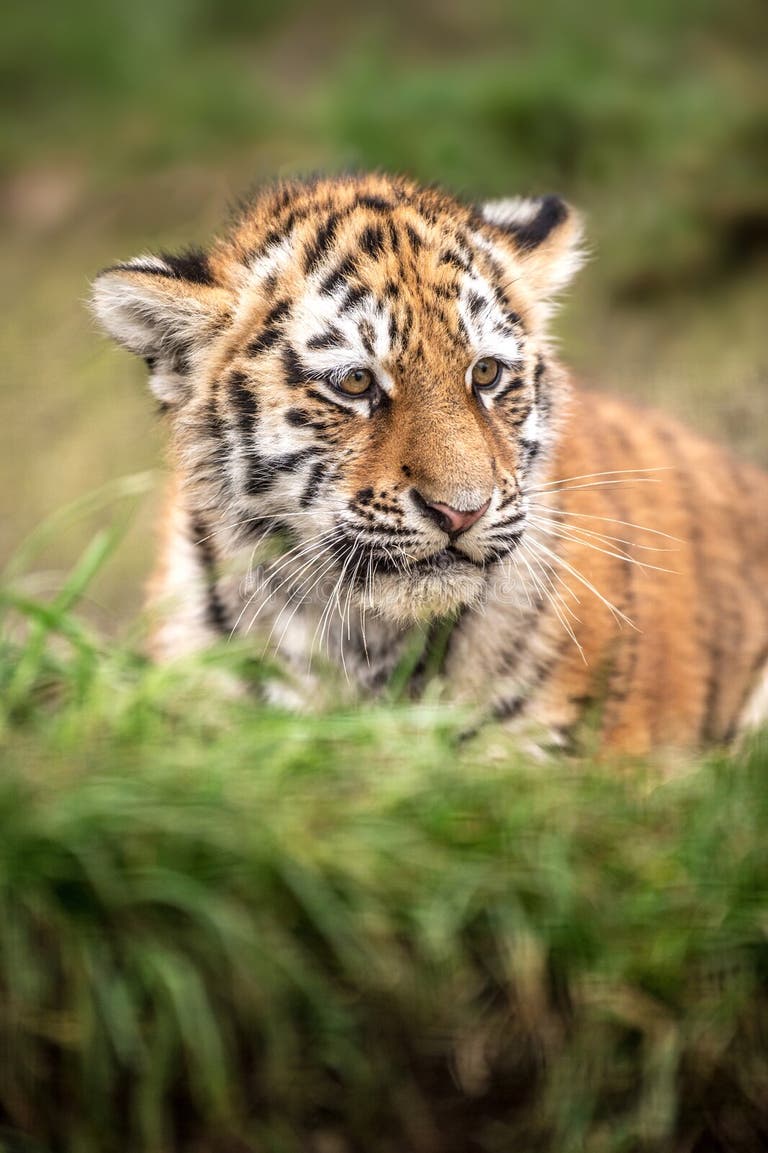 Sunda Tiger Stock Photos - Free & Royalty-Free Stock Photos from Dreamstime