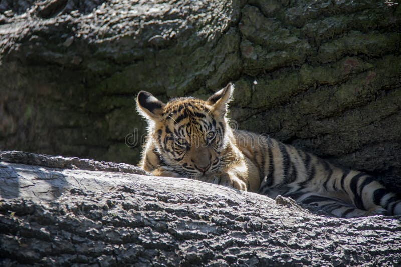 Sumatran tiger cub. stock photo. Image of baby, mammal - 124484124