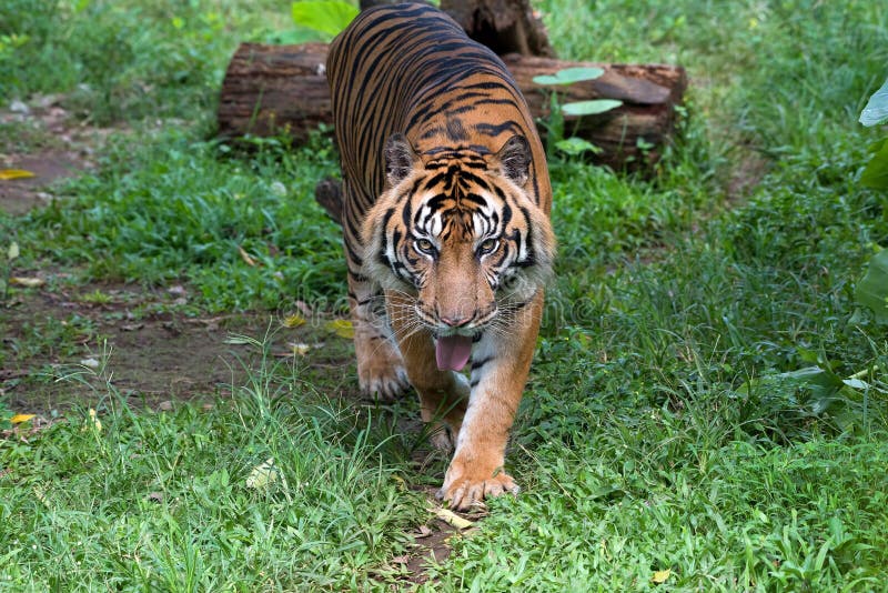 The Sumatran tiger stock photo. Image of pattern, asia - 290743022