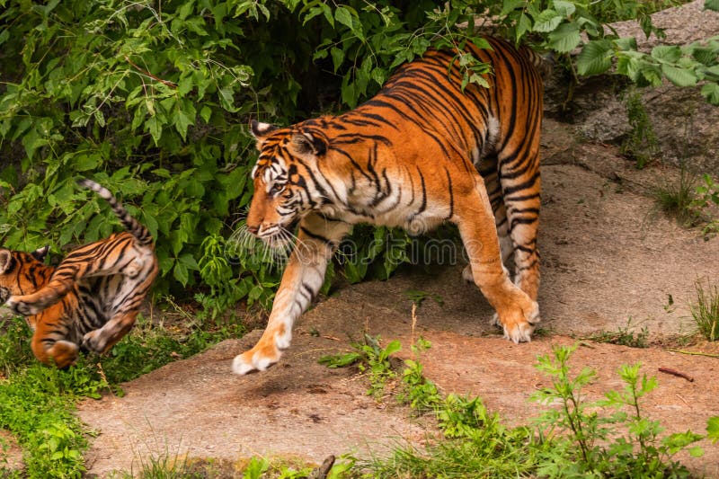 Sumatran Tiger Family with Two Little Cubs Stock Image - Image of ...