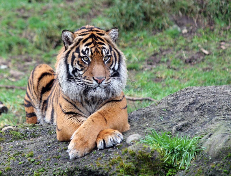 Crossed Tiger Stock Photos - Free & Royalty-Free Stock Photos from ...