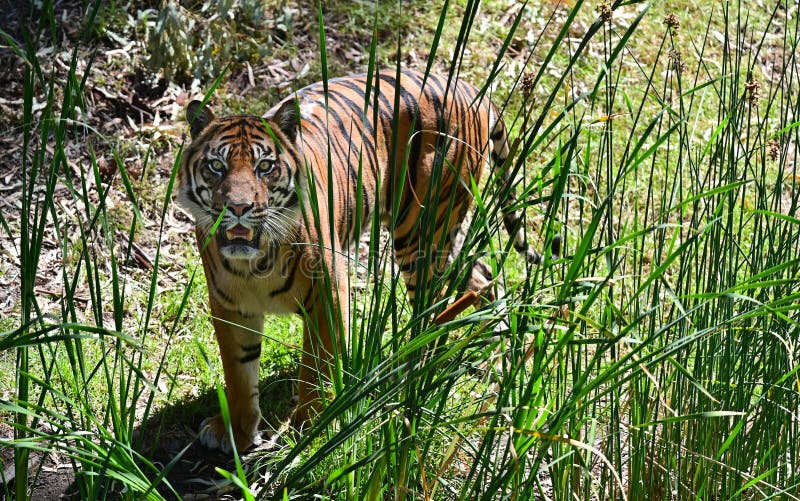 Sumatran Tiger Llooking at Camera Stock Image - Image of beautiful ...