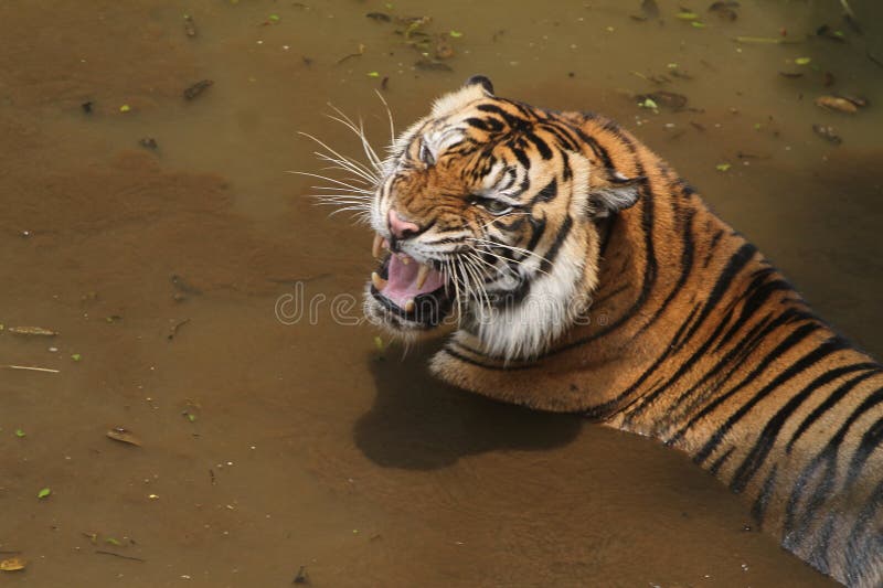 Looked up and roared stock photo. Image of roared, kiity - 304745908