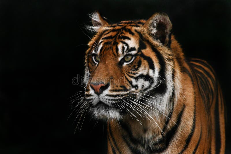 2,159 Cat Looking Left Stock Photos - Free & Royalty-Free Stock Photos ...