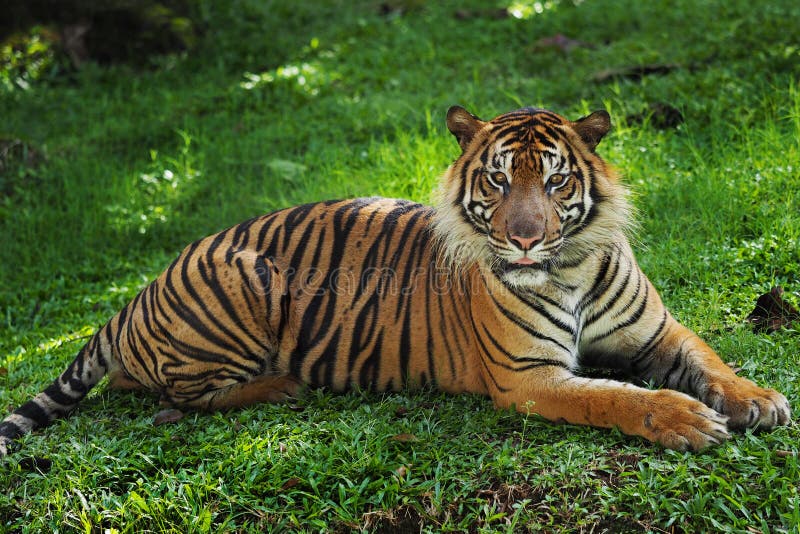 Sumatran Tiger lying down stock photo. Image of outdoor - 48340526