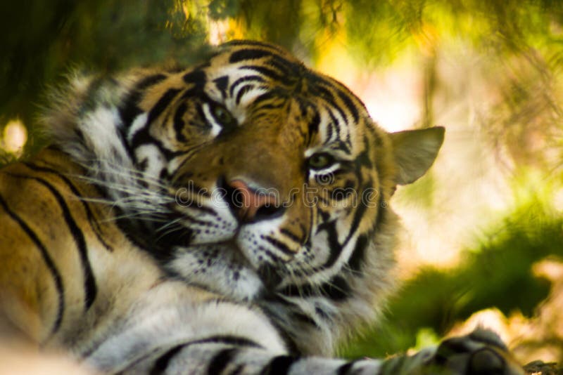 1,889 Tiger Looking Up Photos - Free & Royalty-Free Stock Photos from ...