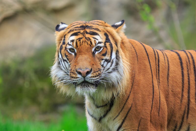 Sumatran Tiger Panthera Tigris Sondaica Beautiful Close-up Portrait ... Sumatran Tiger Panthera Tigris Sondaica Beautiful Close-up Portrait ...