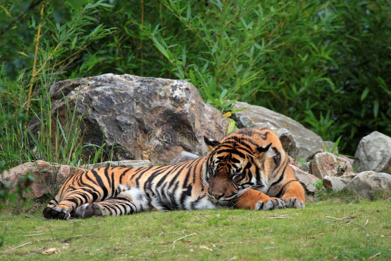 The Sumatran tiger stock image. Image of carnivore, wildcat - 33725921