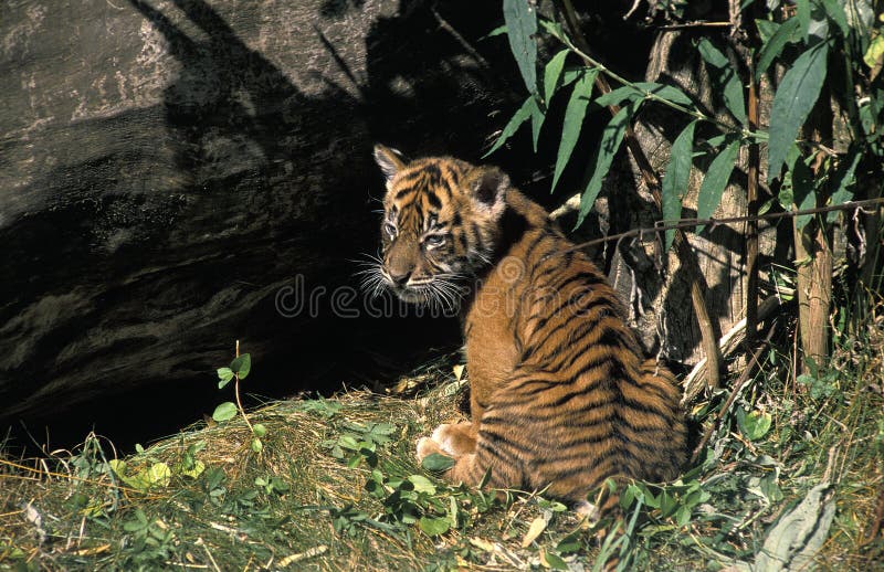Tiger Sitting Rear View Stock Photos - Free & Royalty-Free Stock Photos ...