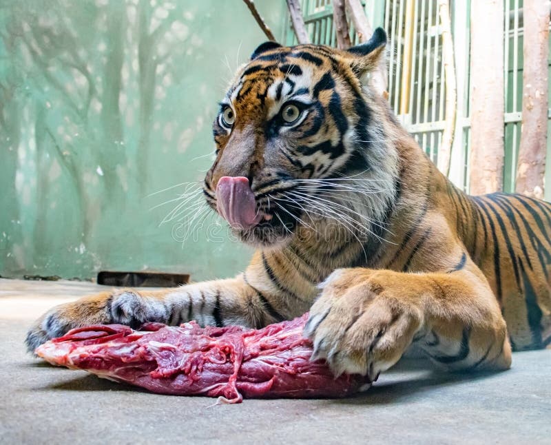 The Sumatran Tiger (Panthera Tigris Sumatrae) Eats Meat Stock Photo ...