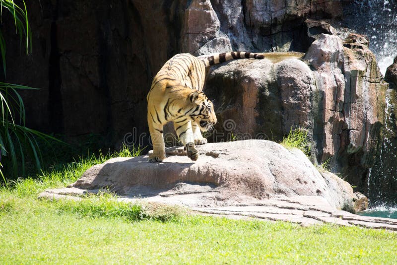 Sumatran Tiger, Panthera Tigris Sumatrae, is Endangered Stock Image ...