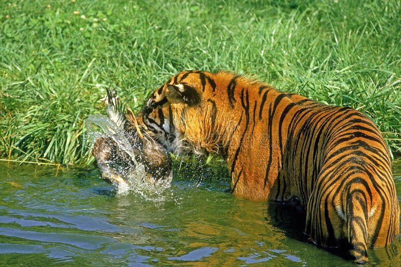 Sumatran Tiger, Panthera Tigris Sumatrae, Killing a Duck Stock Photo ...