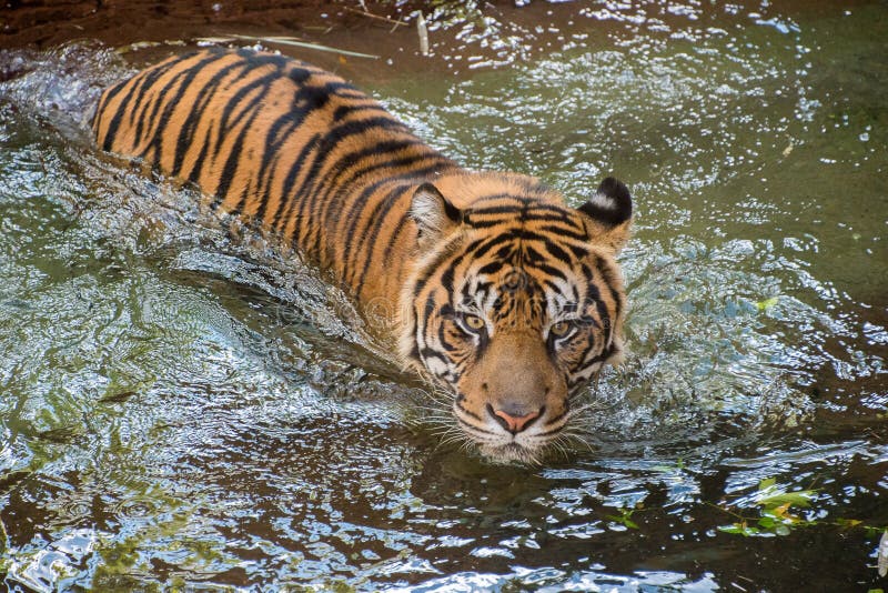 Tiger playing water stock photo. Image of wildlife, carnivore - 104028050