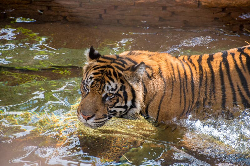 Tiger playing water stock photo. Image of wildlife, carnivore - 104028106