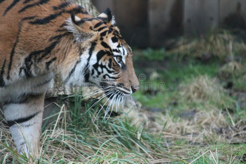 Sumatran Tiger Rare and Endagered Stock Image - Image of bengal ...