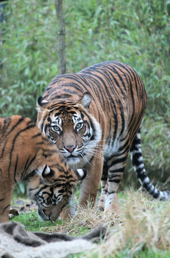 Sumatran Tiger Rare and Endagered Stock Image - Image of feline ...