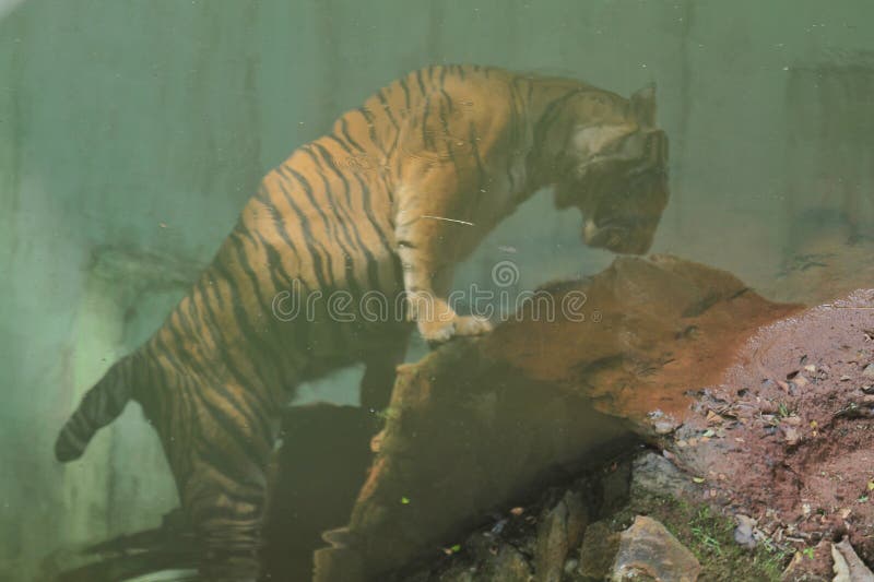 Sumatran tiger stock image. Image of safari, predator - 344560091