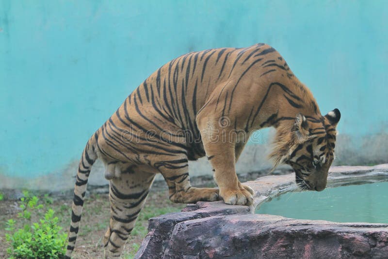 Sumatran tiger stock photo. Image of attack, calm, indonesia - 344560138