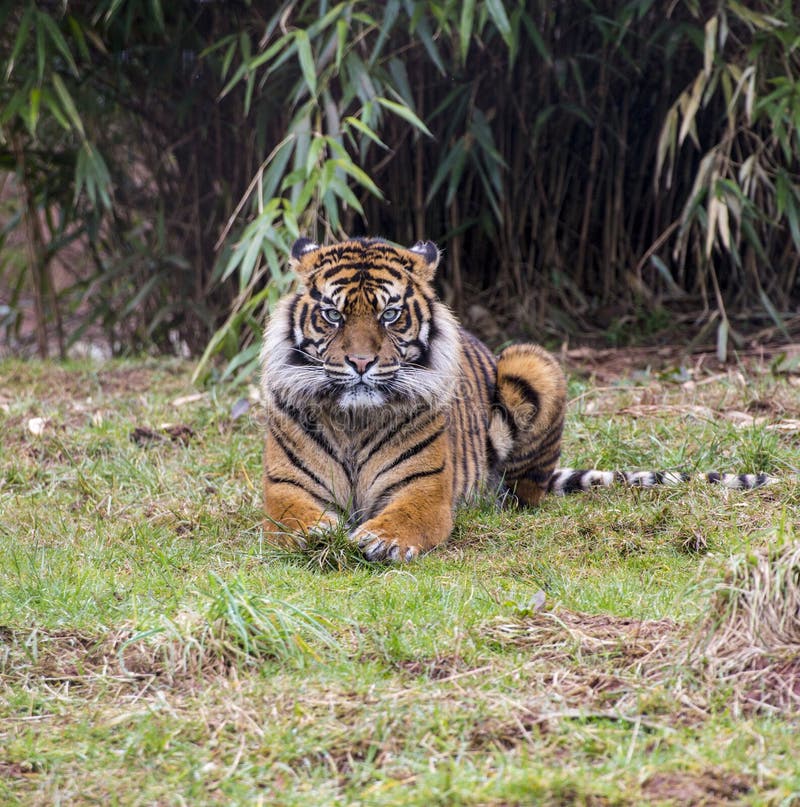 Sumatran Tiger at rest stock photo. Image of wild, carnivore - 68489172