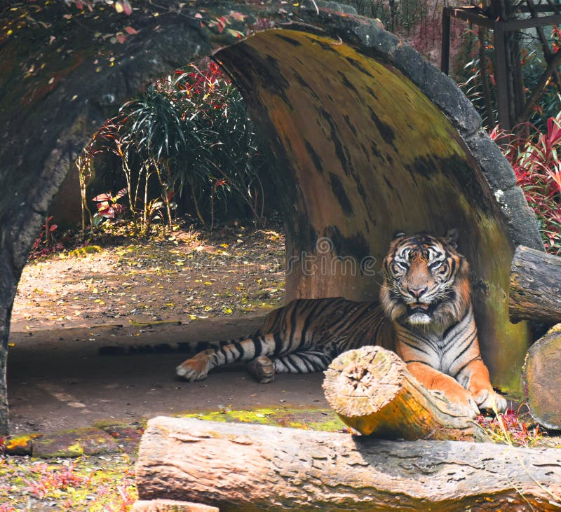 The Sumatran Tiger is Resting at Ragunan Zoo Stock Photo - Image of ...
