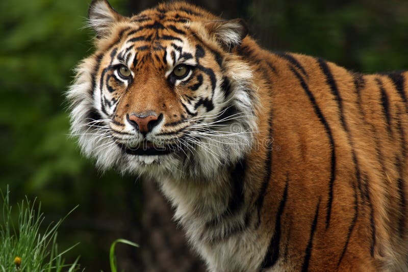 Sumatran Tiger Smile stock photo. Image of animal, sumatran - 5247676