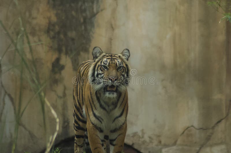 Sumatran Tiger stock photo. Image of tiger, tigers, female - 176095652
