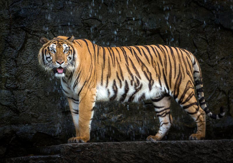 4,646 Standing Tiger Stock Photos - Free & Royalty-Free Stock Photos ...