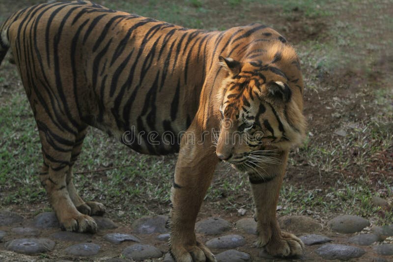 Sumatrantiger stock image. Image of bigcat, lion, whiskers - 344559765
