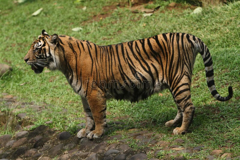 A Sumatran Tiger Standing and Looking Forward Stock Photo - Image of ...