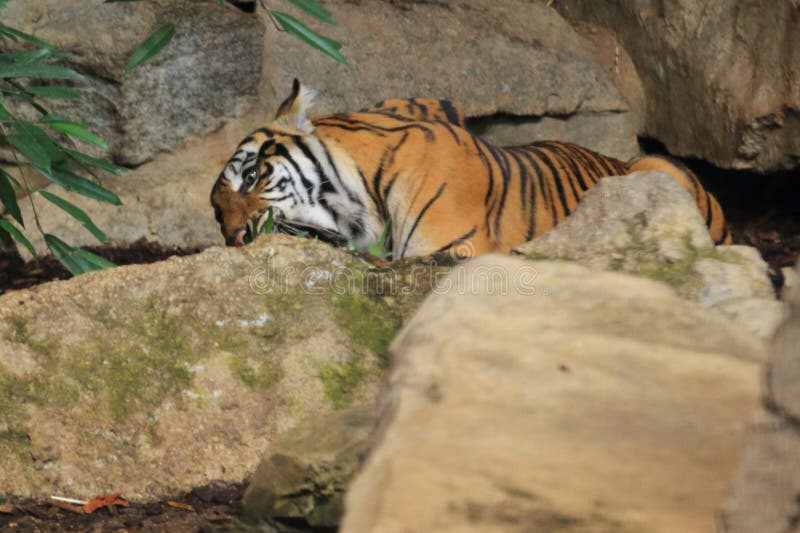 Sumatran tiger stock image. Image of mammal, tigris - 349936815