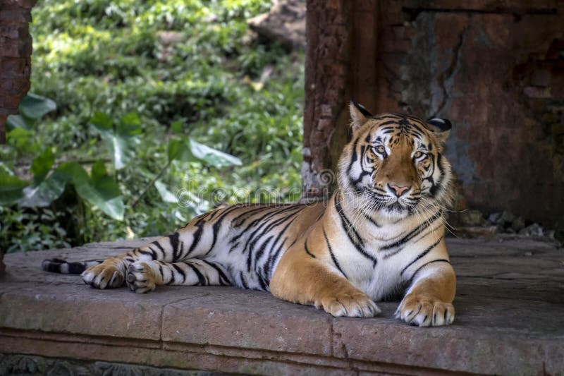 Sumatran Tiger Taking Shelter Around a Tree Stock Photo - Image of ...