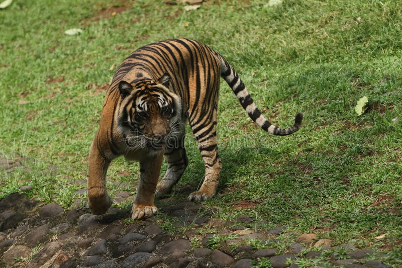 A Sumatran Tiger Turned Sideways Stock Photo - Image of tiger, turned ...