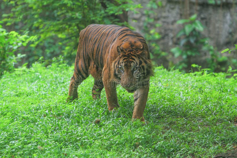 Sumatran Tiger Walking in the Bush Stock Image - Image of tiger, animal ...