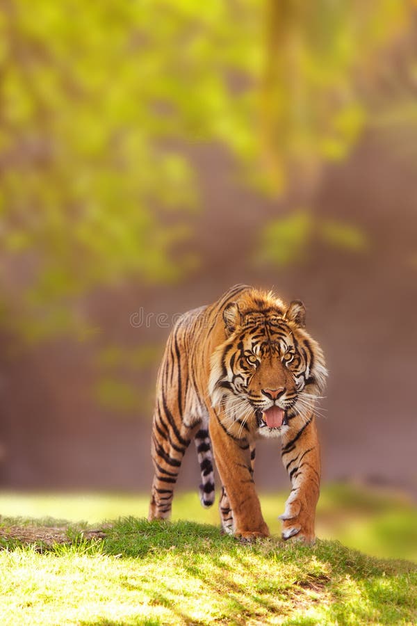Sumatran Tiger Walking Forward Stock Photo - Image of outside, forest ...
