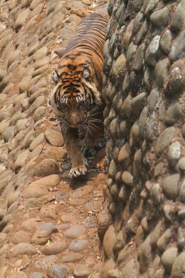 A Sumatran Tiger Walking among the Rocks Stock Photo - Image of danger ...