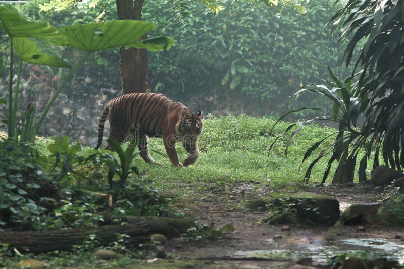 A Sumatran Tiger is Watching the Area Stock Image - Image of recreation ...