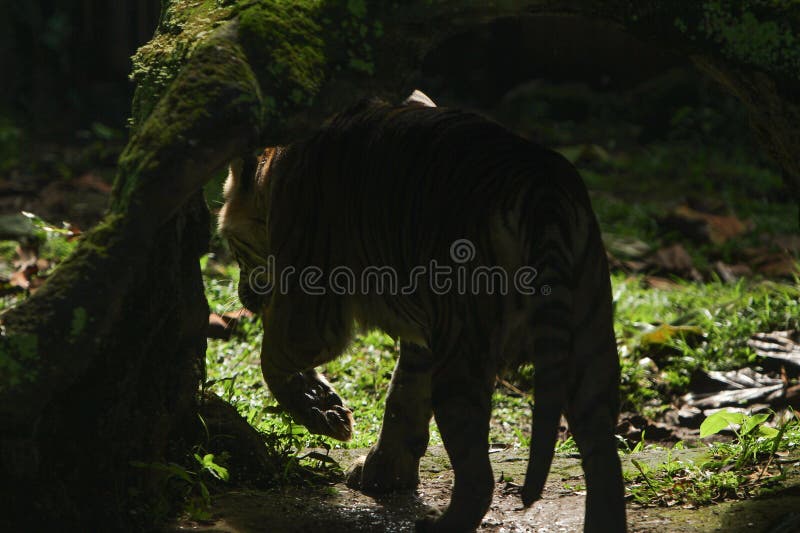 A Sumatran Tiger Who Left the Place Stock Photo - Image of green ...