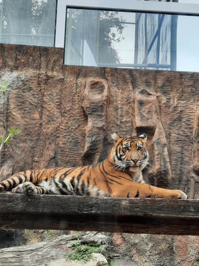 Sumatran tiger in the zoo stock photo. Image of carnivore - 262055192