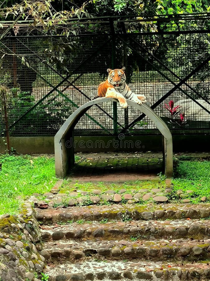 Sumatran Tigers are Still Kept As Pets by the People of Jakarta Stock ...