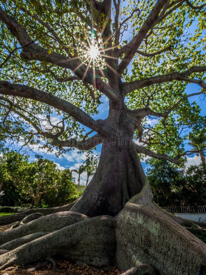 Sumaumeira gigante foto de stock. Imagem de tropical - 119998192