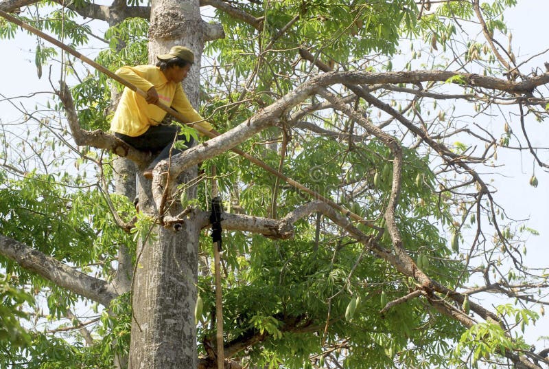 Sumaumeira Que Colhe Dentro Só, Java, Indonésia Imagem de Stock ...