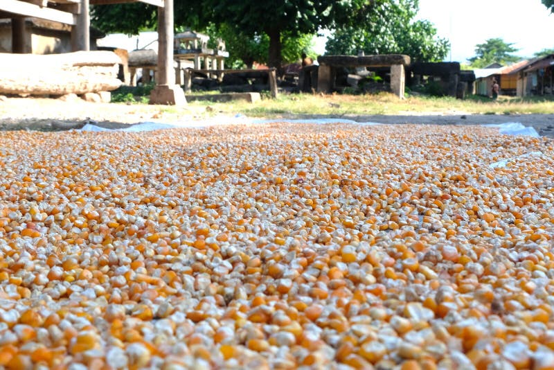 Corn Ear Drying Farm Cornstalk Closeup Detail Stock Image - Image of ...