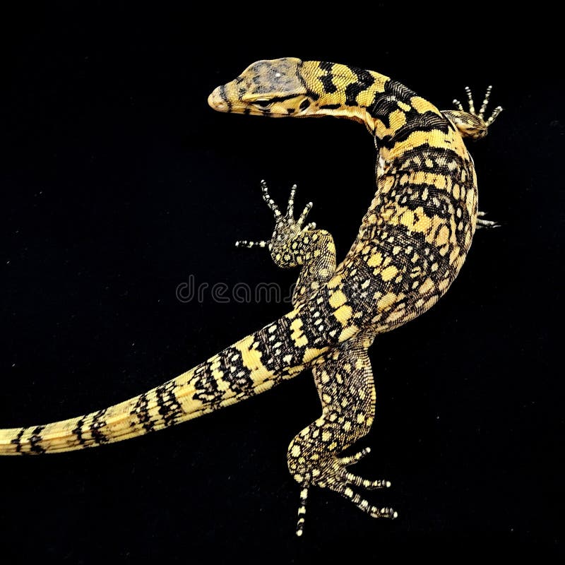 Sumbawa water monitor stock photo. Image of turtle, serpent - 266488782