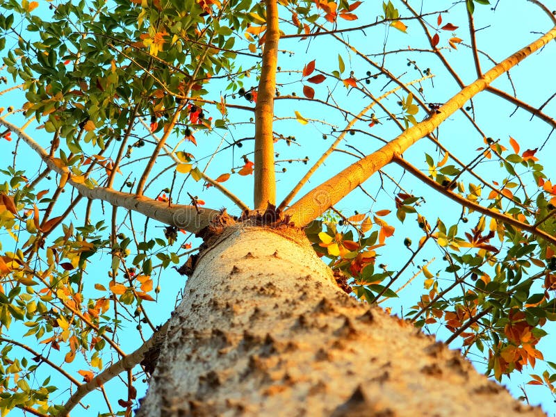 Sumbul Tree Stock Photos - Free & Royalty-Free Stock Photos from Dreamstime